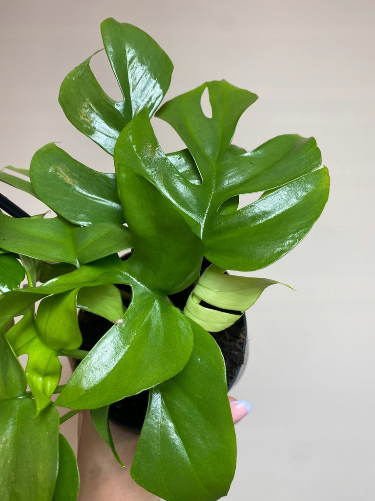 Monstera minima compact dekoracyjne liście - 13137107629 - oficjalne ...