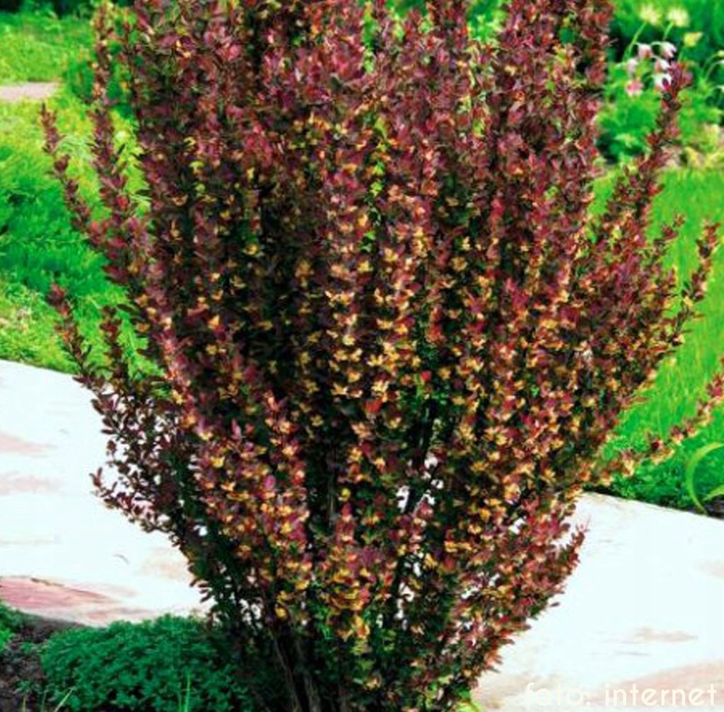 BERBERYS THUNBERGA RED PILLAR kolumnowy P9 - 8942716811 - oficjalne ...