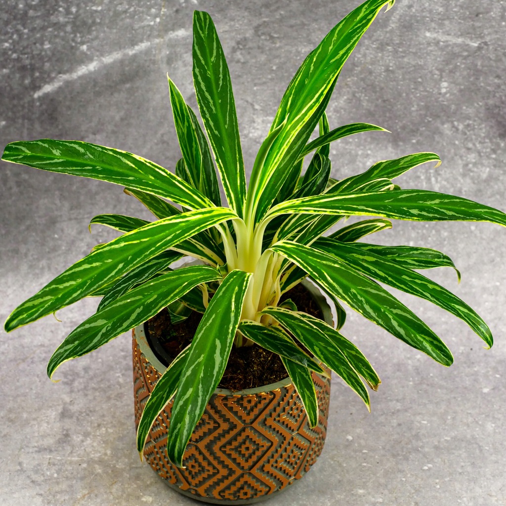 Aglaonema 'Zebra Feathers' Aglonema unikat - 12441330680 - oficjalne ...