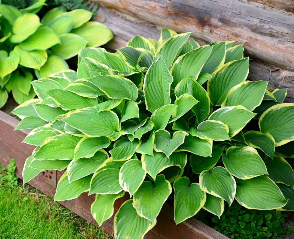 Funkia Hosta SNOW CAP / CAŁKOWICIE MROZOODPORNA - 11748691529 ...