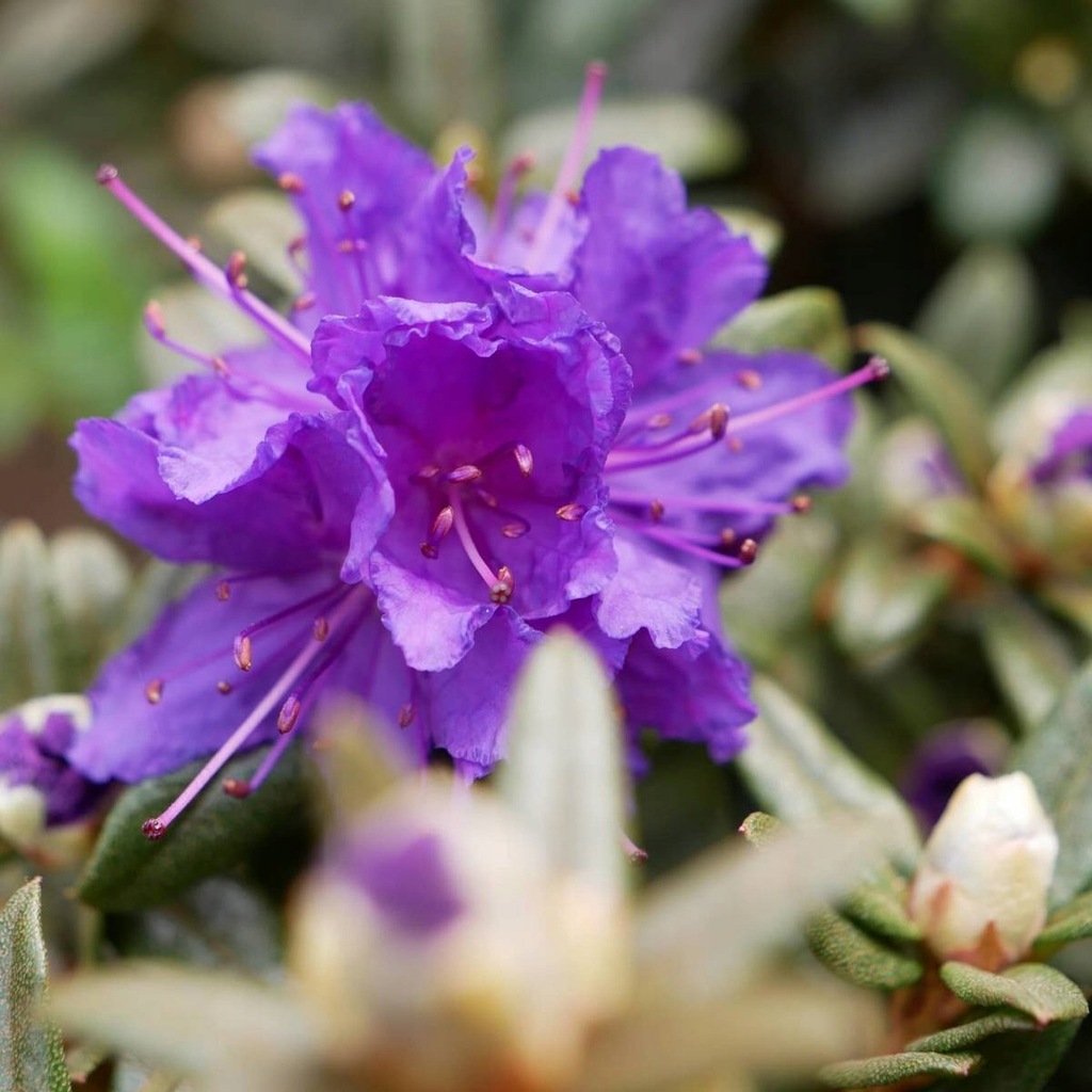 Azalia fioletowa Awangardowa - 12062147245 - oficjalne archiwum Allegro