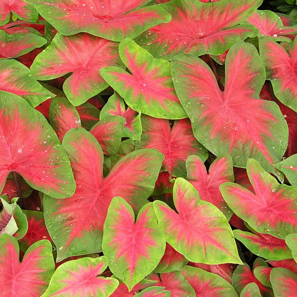 Caladium Kaladium Florida Cardinal 1 szt. cebulki - 11813836025 ...
