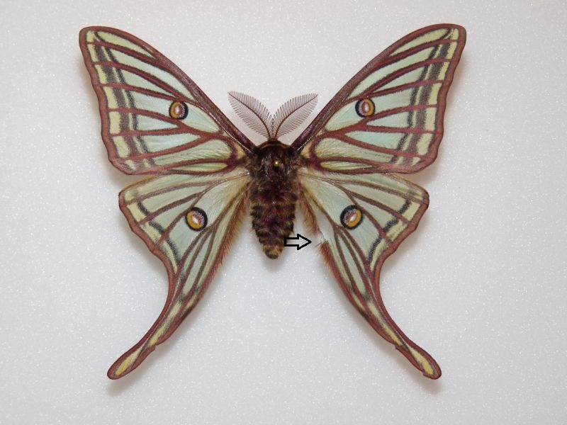 Motyl Actias (graellsia) isabellae samiec # 3 - 7219504354 - oficjalne ... Motyl Actias (graellsia) isabellae samiec # 3 - 7219504354 - oficjalne ...