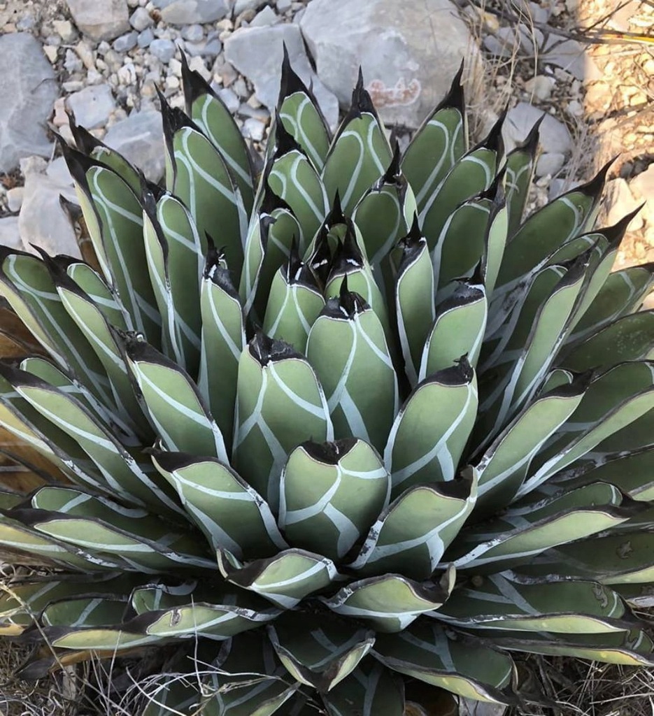 Agave Nickelsiae Agawa Króla Ferdynanda 3 nasiona - 10489649470 ...