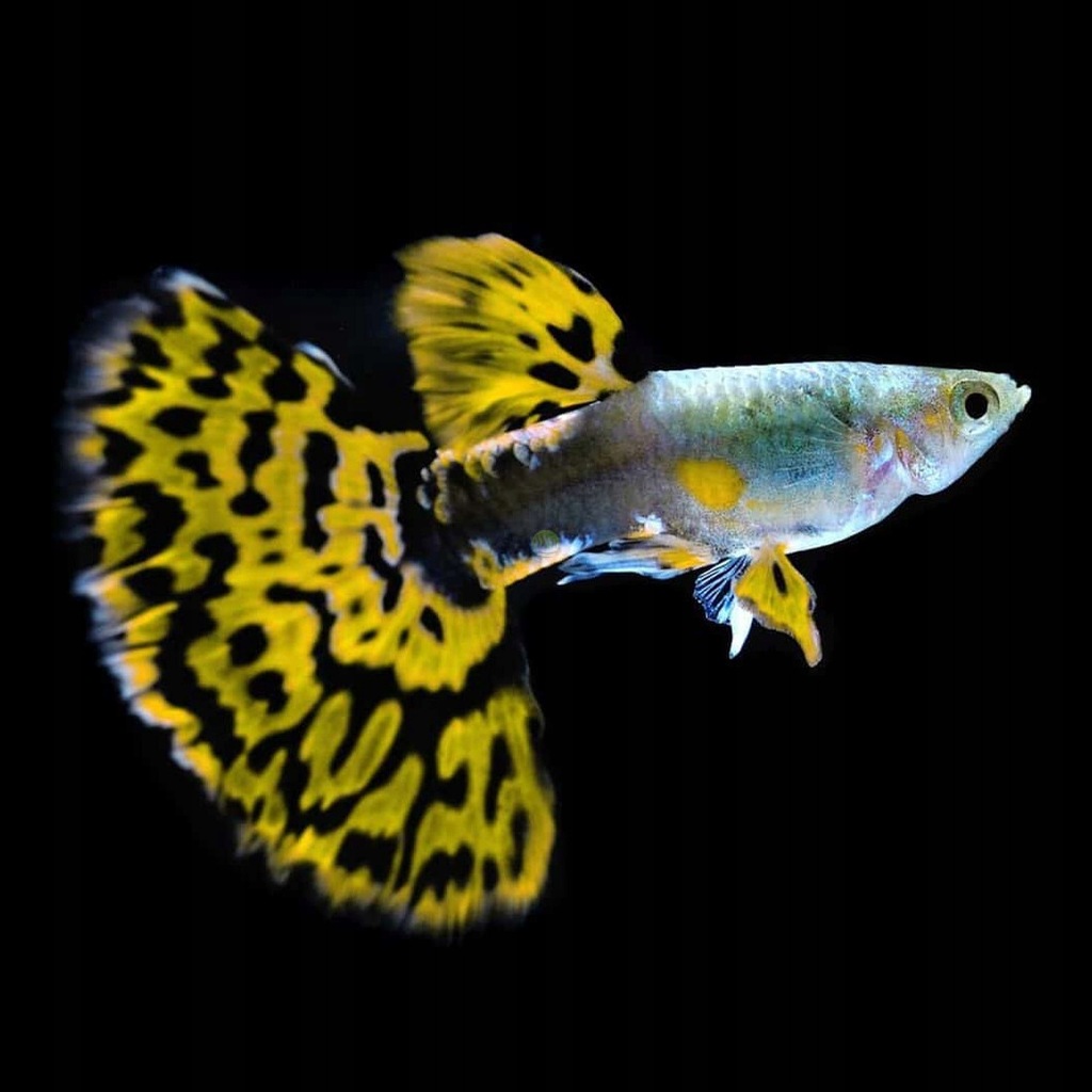 Gupik Leopard - 13245717161 - oficjalne archiwum Allegro