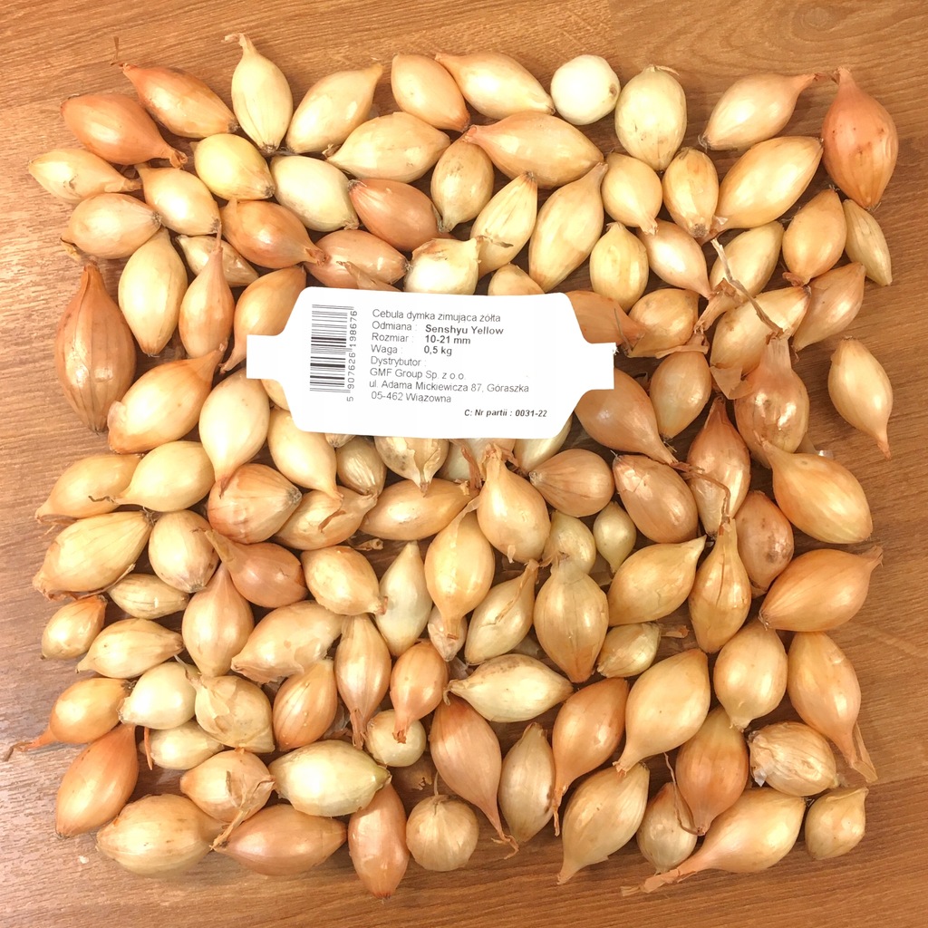 Cebula DYMKA ZIMUJĄCA Senshyu Yellow 0,5kg GMF - 12628878312 ...