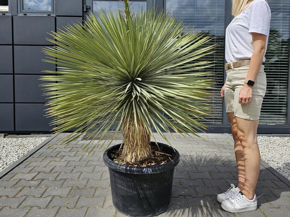 YUCCA ROSTRATA JUKA JUCA PALMA MROZOODPORNA ROŚLINA YUCA PALMY OGRÓD 1 ...