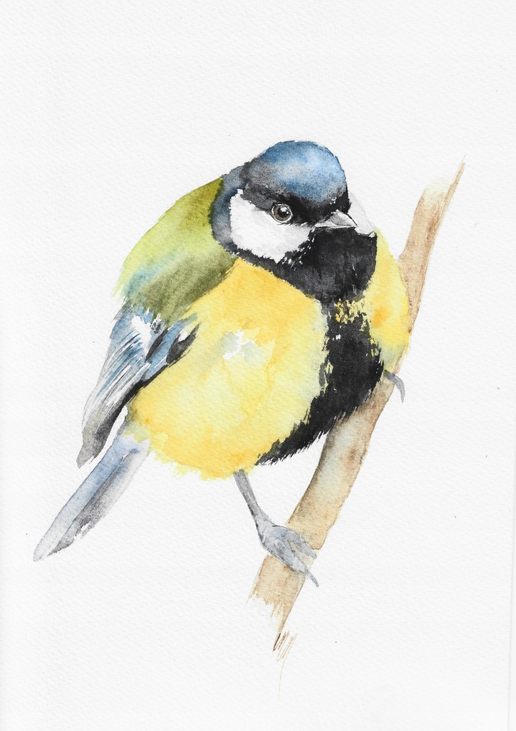 sikora bogatka, akwarela, oryginał, ptaki Polski - 13081044997 ...