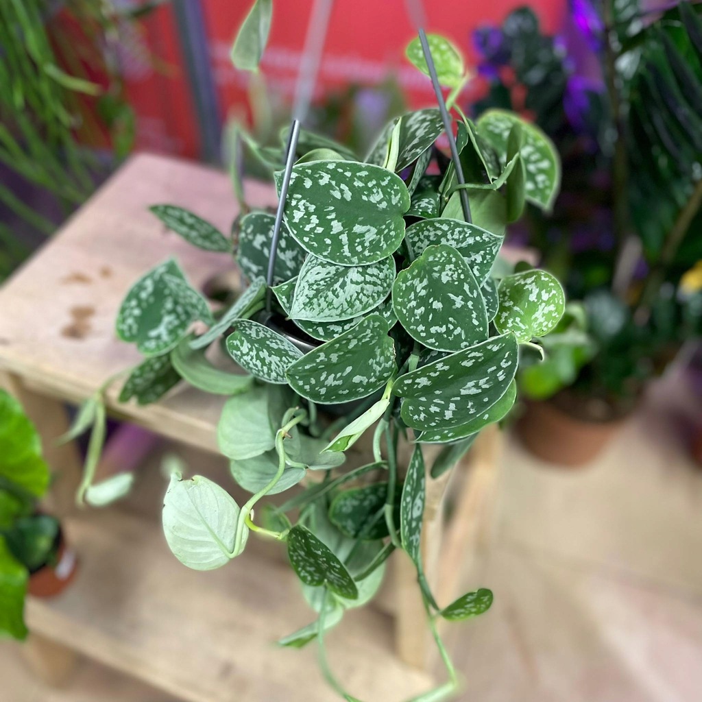 scindapsus pictus argyraeus scindapsus pstry drobnolistny DØ14 cm ...