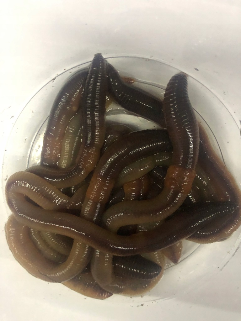 Rosówki robaki na ryby duże świeże 100 sztuk - 13566717533 - oficjalne ...