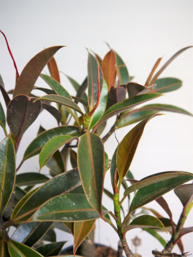 Fikus, Ficus Elastica Petite Melany - 10802391527 - oficjalne archiwum ...