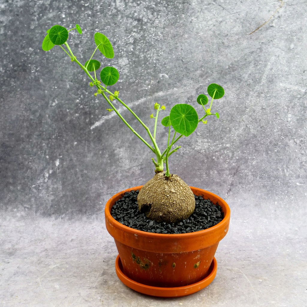 STEPHANIA PIERREI ERECTA egzotyczna piękność D15cm - 13694266953 ...