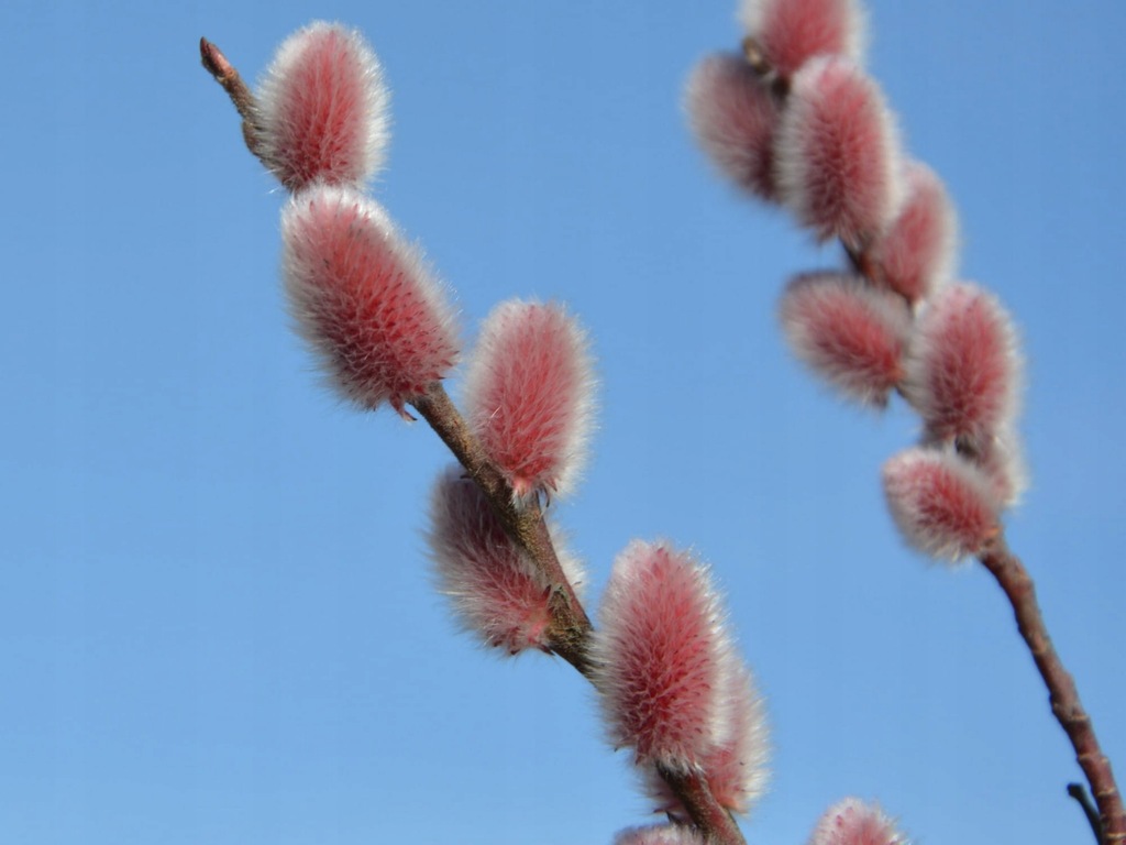 Wierzba Mount Aso P9 ozdobne czerwone bazie - 12619969150 - oficjalne ...