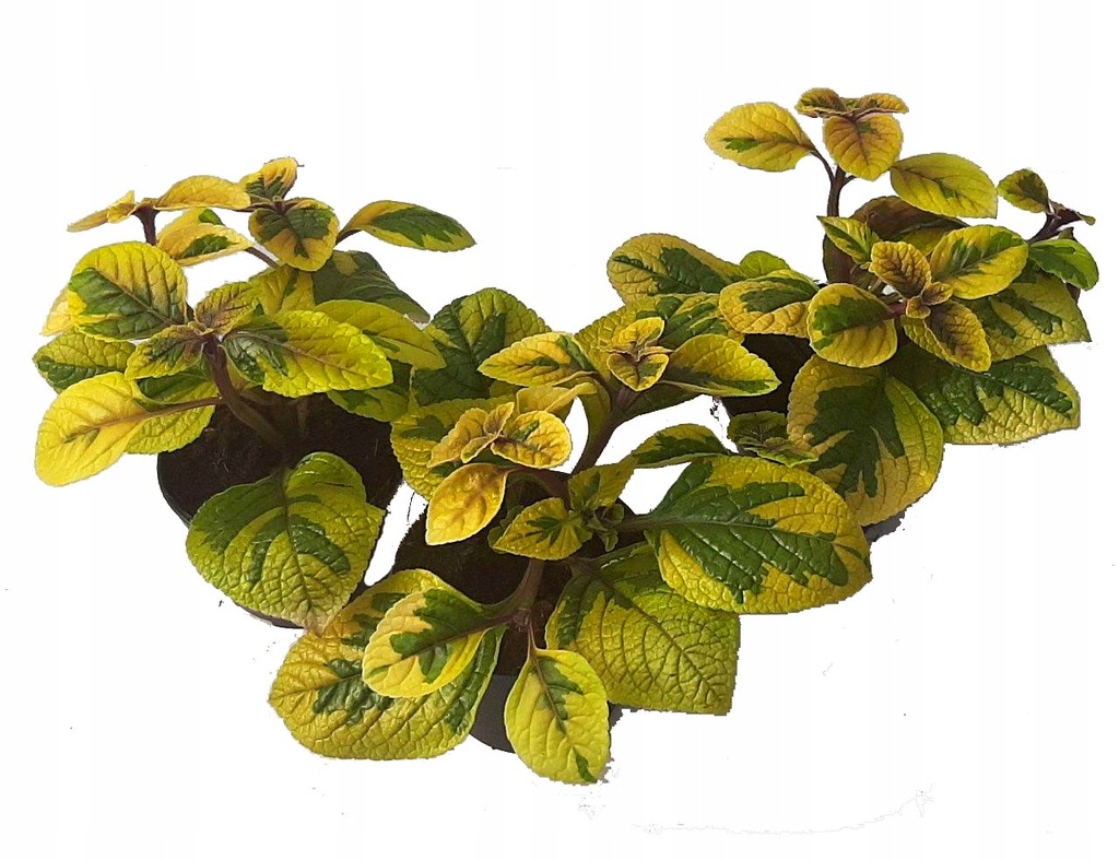 PLEKTRANTUS komarzyca żółta ZESTAW 3 ROŚLIN - 13361047968 - oficjalne ...