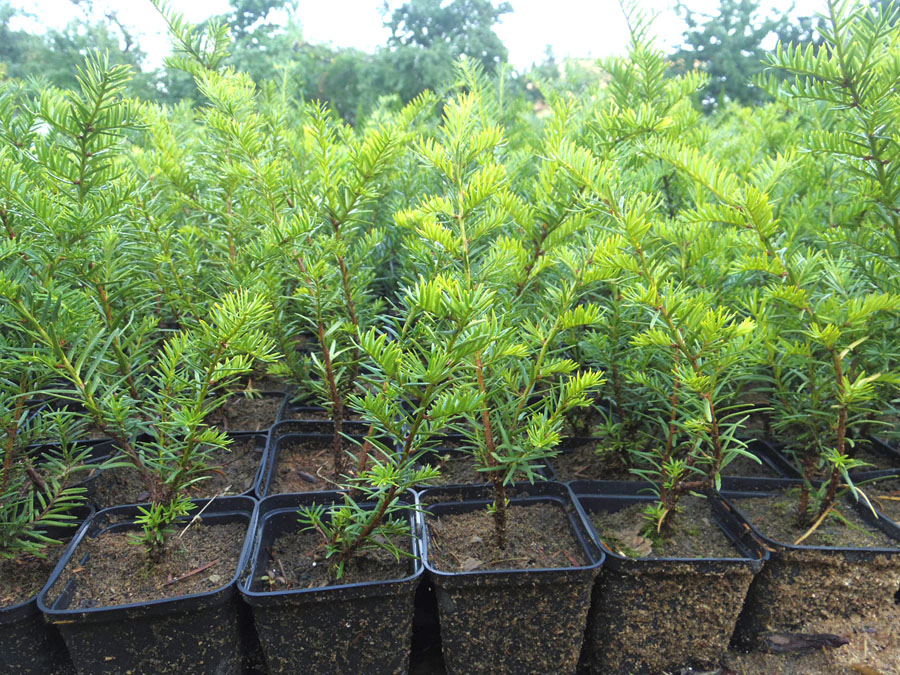 CIS POSPOLITY TAXUS BACCATA sadzonki na żywopłot - 8832457654 ...