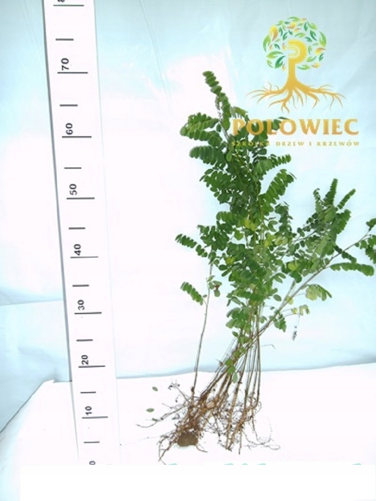 Robinia Akacja Drzewo Sadzonka 30-60 cm 10 szt - 7555738513 - oficjalne ...