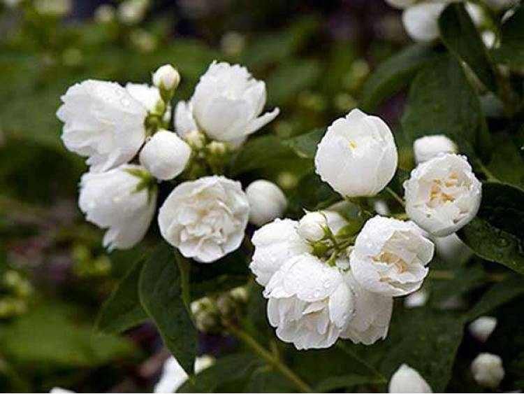 Jaśminowiec wonny 'Bouqet Blanc' - 15006812749 - oficjalne archiwum Allegro