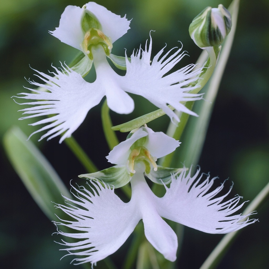 Habenaria Radiata Storczyk Gruntowy 1 szt cebula cebulki storczyków ...