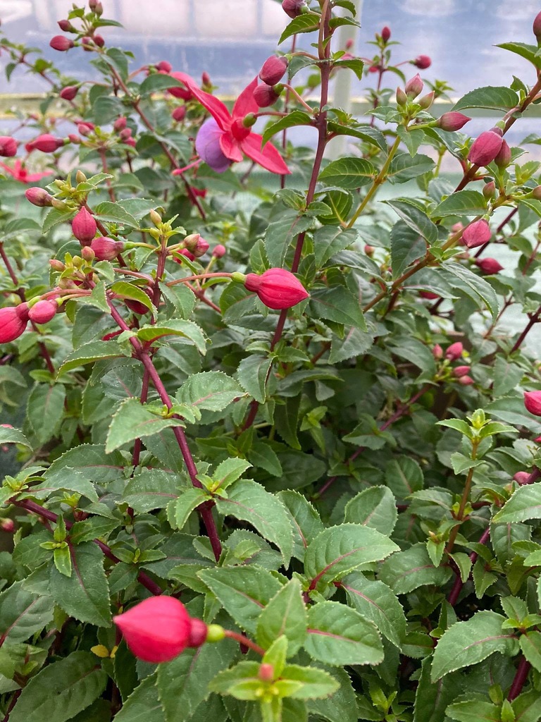 Fuksja wisząca fiolet DUŻA piękna SADZONKA - 10746087082 - oficjalne ...