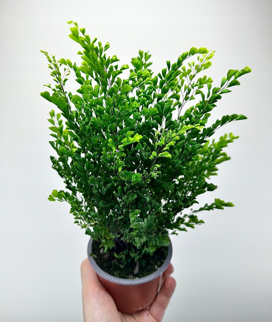 PAPROĆ Adiantum raddianum Lisa don.9cm - 14152889855 - oficjalne ...