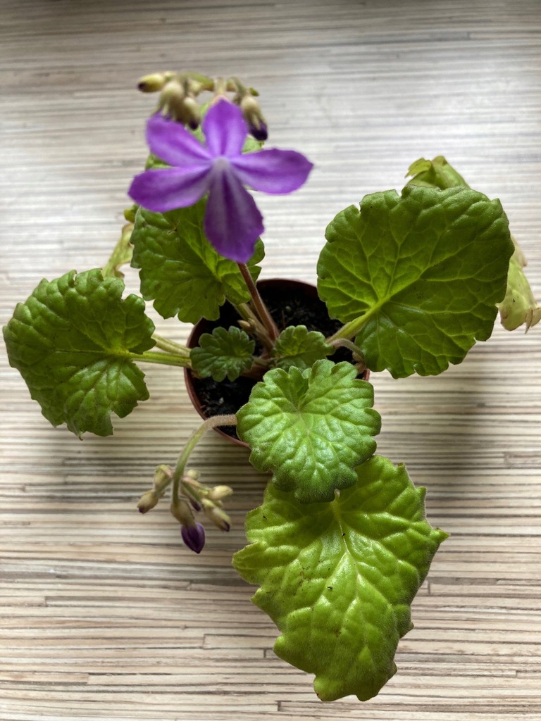 Primulina/Chirita tabacum - sadzonka - 12503990884 - oficjalne archiwum ...