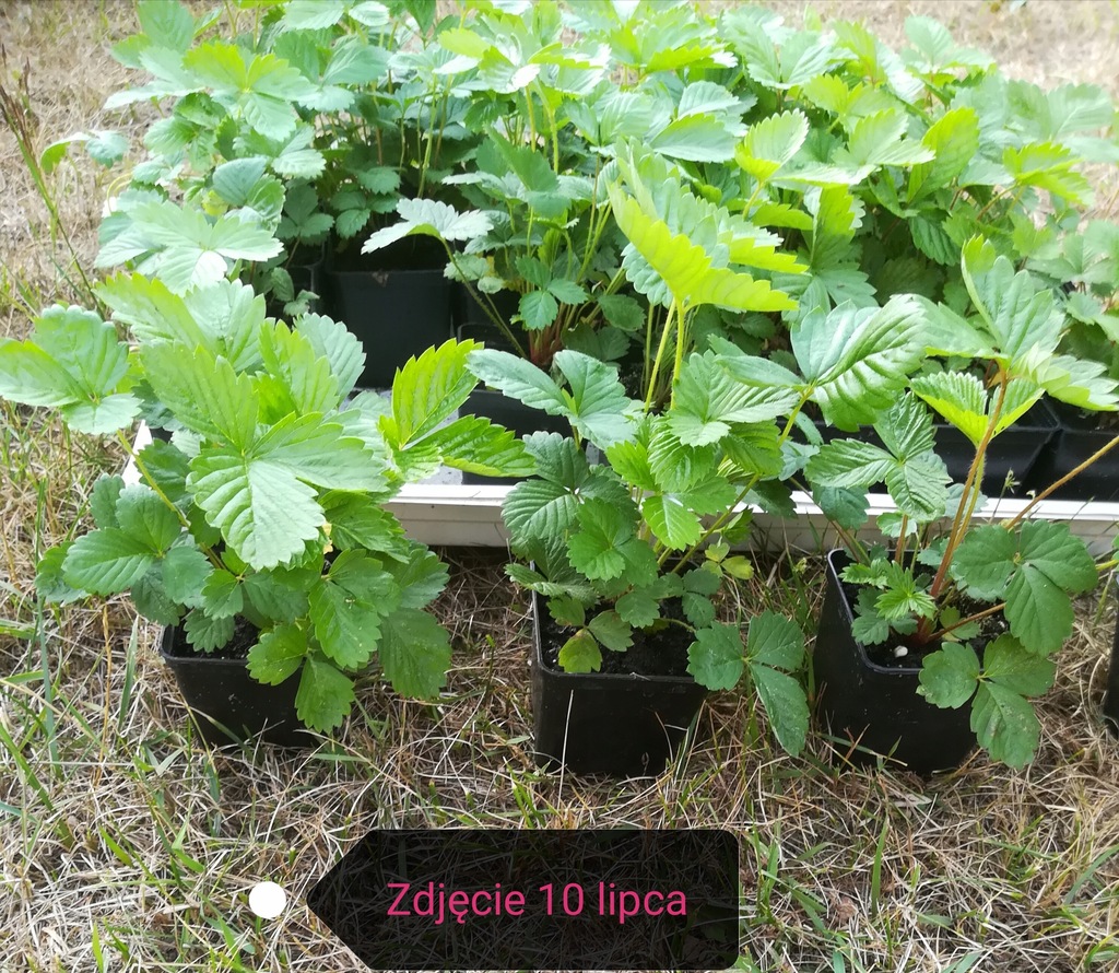 Baron sadzonki sadzonka poziomki poziomka p7 - 12480855317 - oficjalne ...