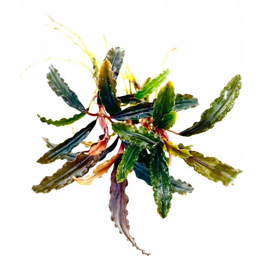 Bucephalandra Red Dagger - PLANTACJA (koszyk) - 10462566494 - oficjalne ...