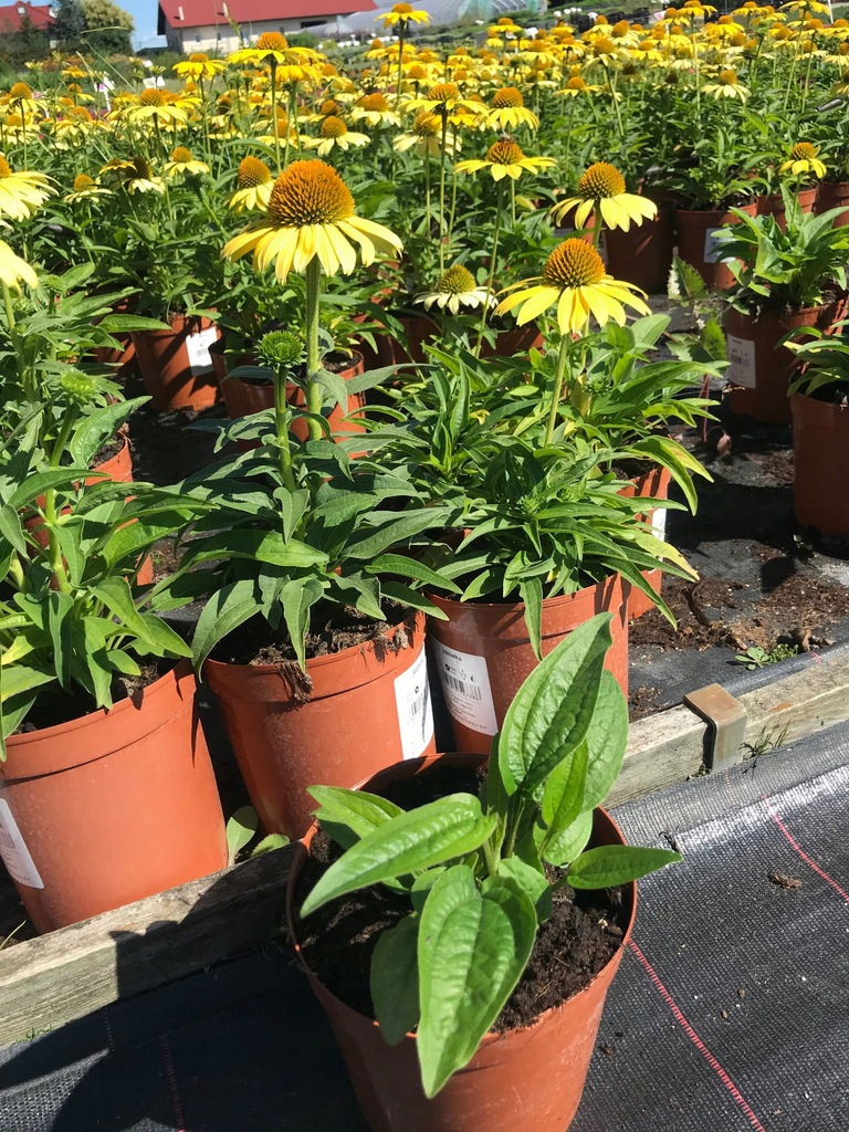 Jeżówka - Echinacea "Lakota Orange" C2 - 13502607693 - oficjalne ...