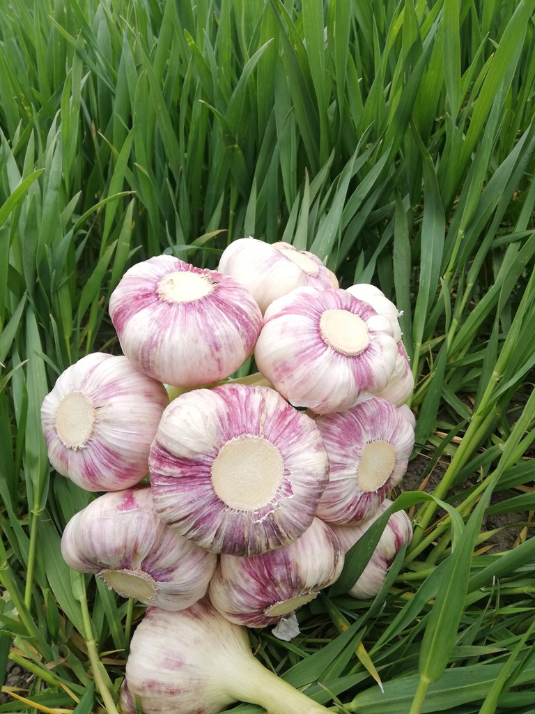 Czosnek Polski główka, bardzo duży, mocny, - 9273350958 - oficjalne ...