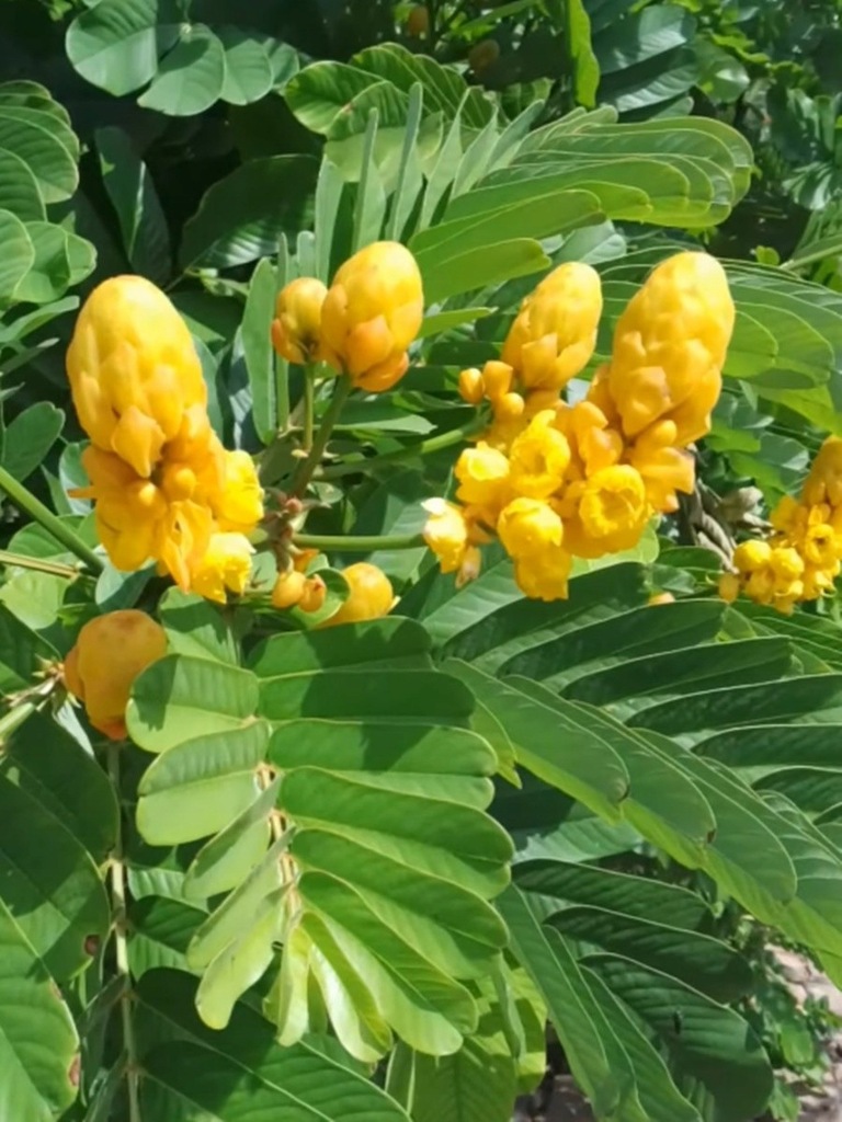 Strączyniec oskrzydlony - Kasja bylinowa - 12305498964 - oficjalne ...