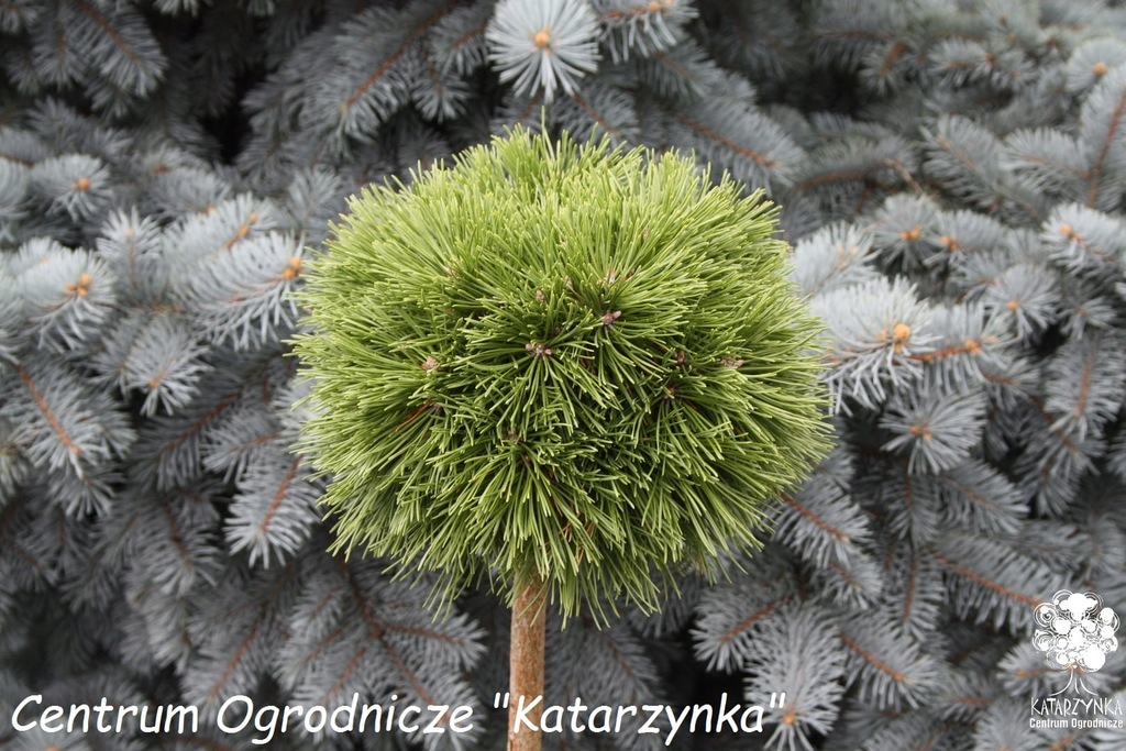 Sosna TITUS szczepiona na pniu PA karłowa kulka - 13918833114 - oficjalne archiwum Allegro