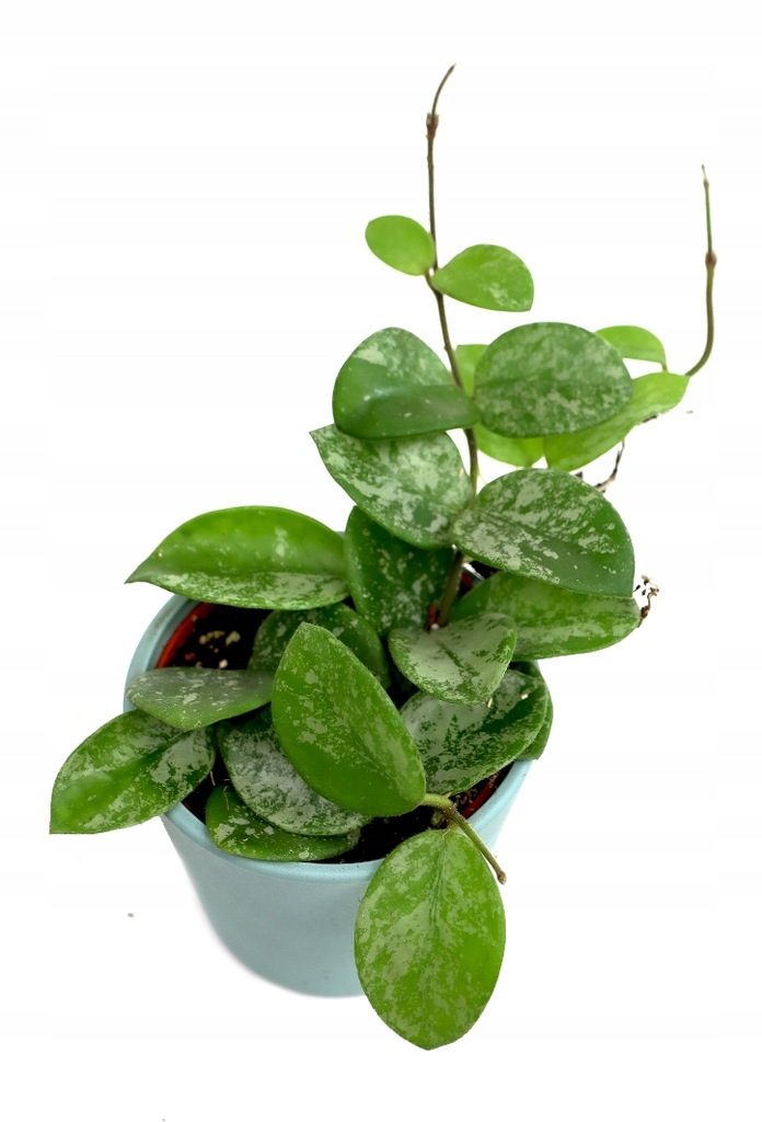 Hoya Hoja Mathilde Splash Roślina Kolekcjonerska - 13728821900 ...