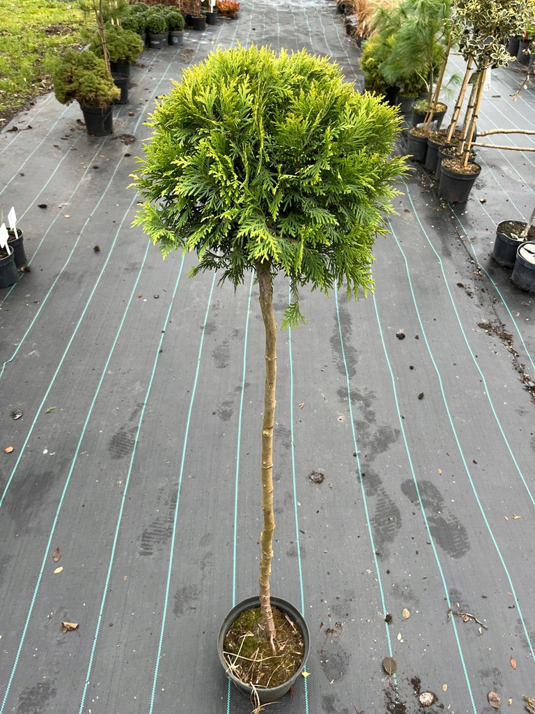 Thuja tuja żywotnik na pniu 120 cm gruby pień gęs - 13106217417 ...