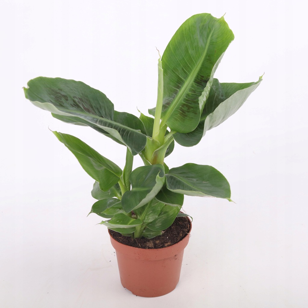 Musa acuminata Dwarf Cavendish (Bananowiec) - średnica: 12 cm ...