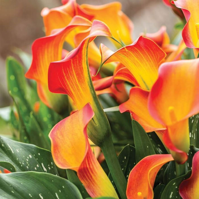 KALIA Calla POMARAŃCZOWA MORNING SUN 3szt + gratis - 13219908433 ...