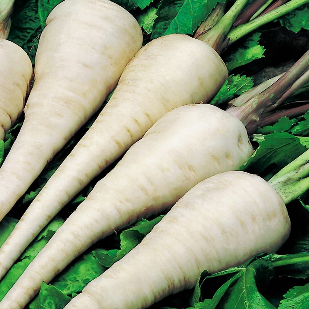 Pasternak Biały zdrowy odporny nasiona warzyw - 11535534286 - oficjalne ...