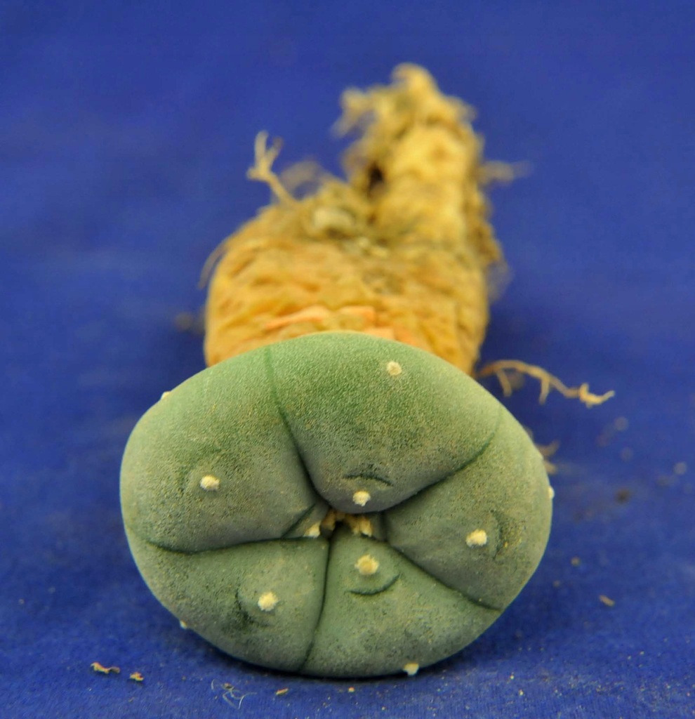 LOPHOPHORA WILLIAMSII - 3,9cm kaktus peyotl #8771 - 14435800707 ...