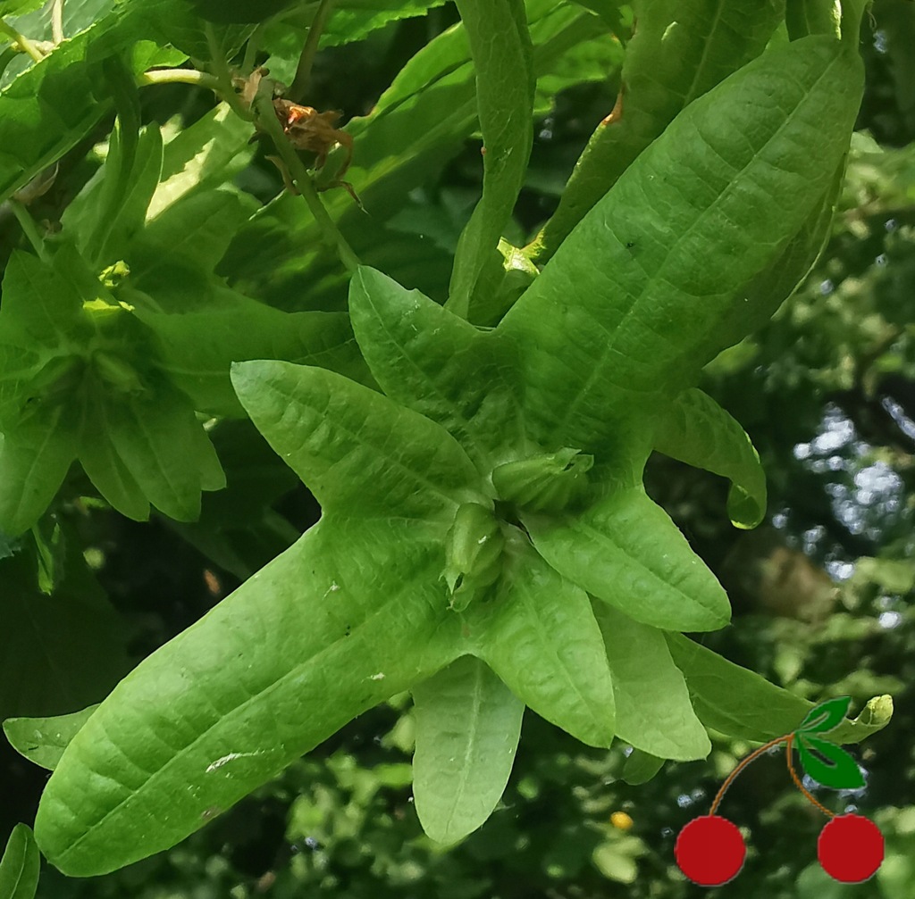 GRAB POSPOLITY C2 - 12583231440 - oficjalne archiwum Allegro