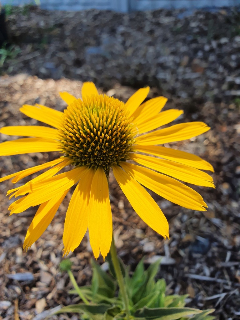 Jeżówka Echinacea KISMET YELLOW sadzonka C2 - 12228132145 - oficjalne ...