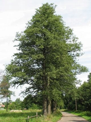 Olcha Olsza Czarna Właściwości lecznicze - 7570109072 - oficjalne ...