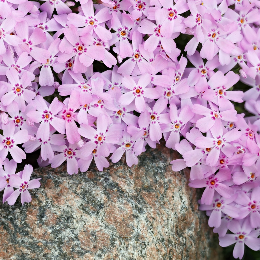 FLOKS SZYDLASTY PŁOŻĄCY JASNO RÓŻOWY DYWAN ŁADNE SADZONKI W DONICZKACH P9 - 15403651648 ...