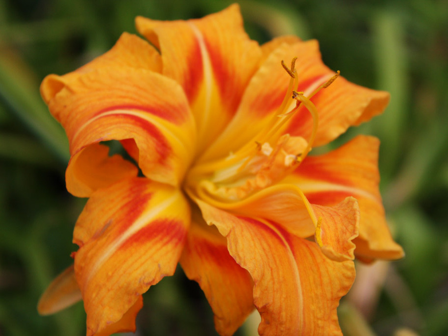 Liliowiec KWANSO VARIEGATA pomarańcz W DONICZCE - 8917677367 ...