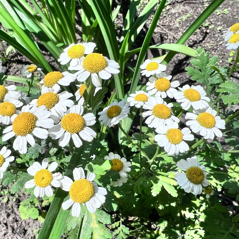 WROTYCZ MARUNA złocień SADZONKA - 13975174995 - oficjalne archiwum Allegro