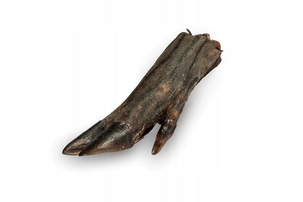 duża STÓPKA noga racica Z DZIKA ciemna suszona BAL - 7667632867 ...