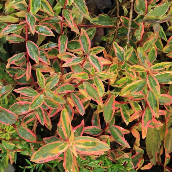 Dziurawiec Mosera TRICOLOR Żółte kwiaty Na rabaty Sadzonki C2 ...