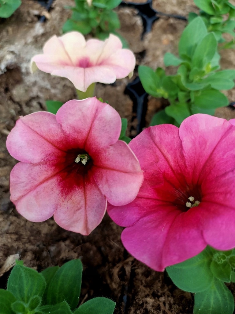 PETUNIA Mango Punch różne odcienie P9 SADZONKA - 13555865682 ...