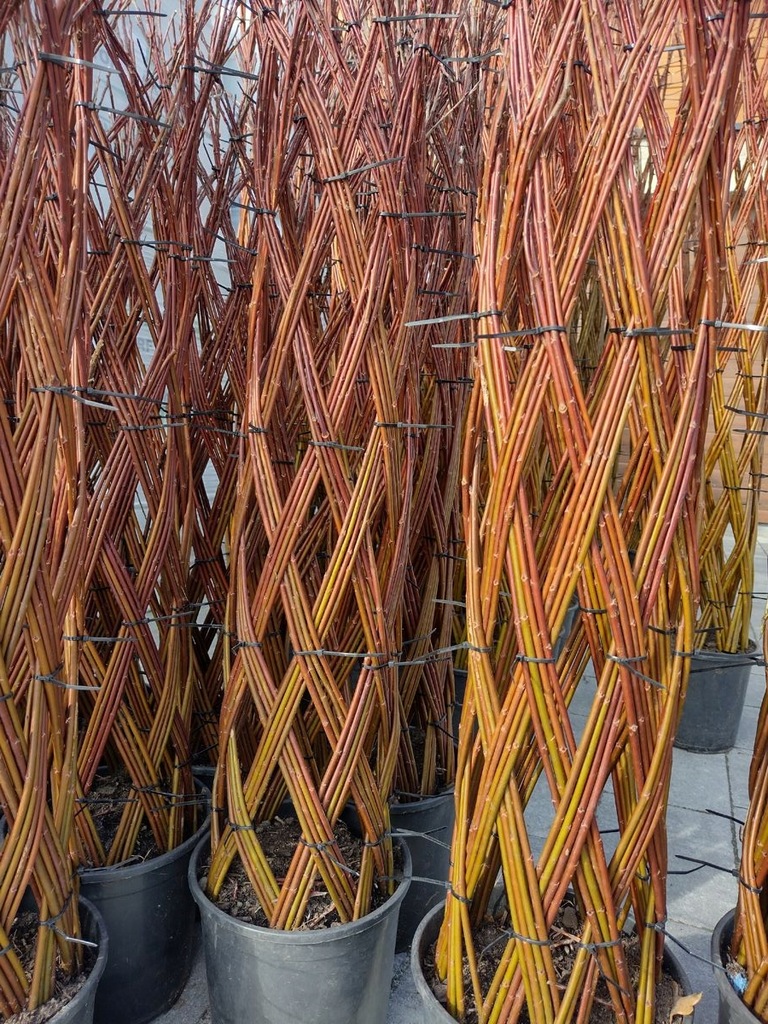 Wierzba pleciona Salix americana 100-120cm - 13356506881 - oficjalne archiwum Allegro