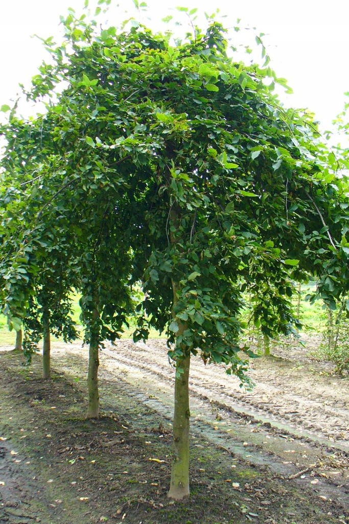 Grab pospolity PENDULA szczepiony NA PNIU - 10810140223 - oficjalne ...