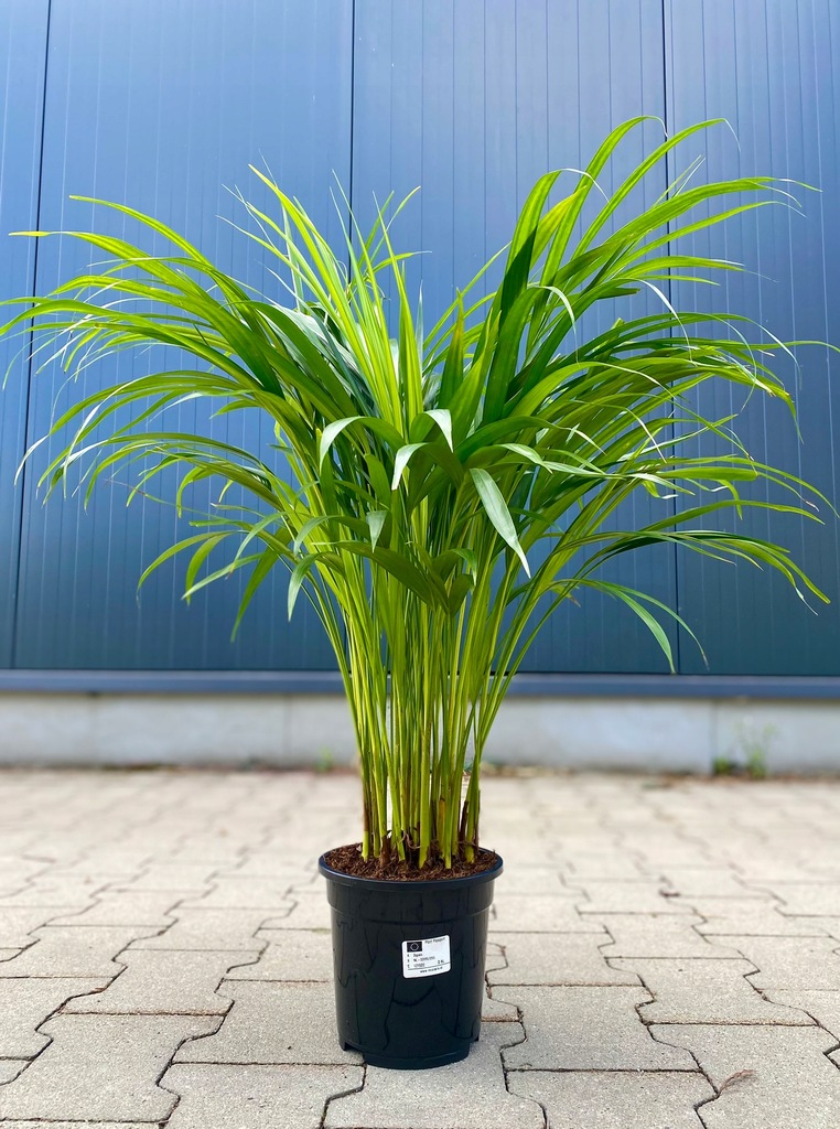 Areca Dypsis Palma Areka MEGA GĘSTA DUŻA OCZYSZCZA POWIETRZE ...