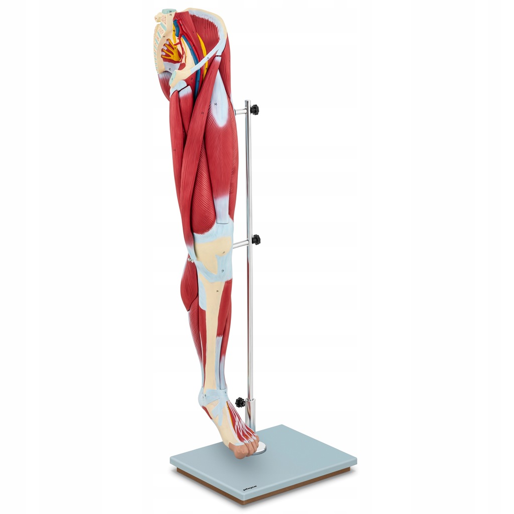 Model anatomiczny ludzkiej nogi Physa PHY-LM-4 - 12721936092 ...